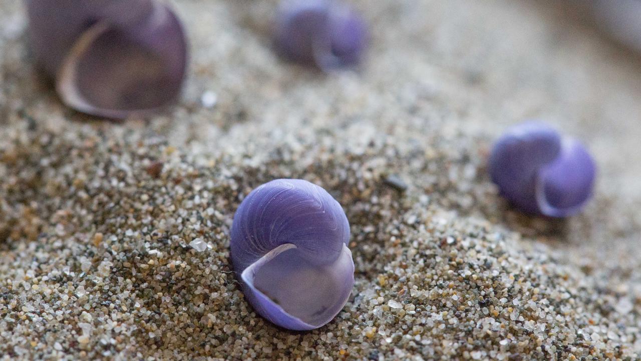 Coastal and Marine Sciences Institute - Ecology and Evolution