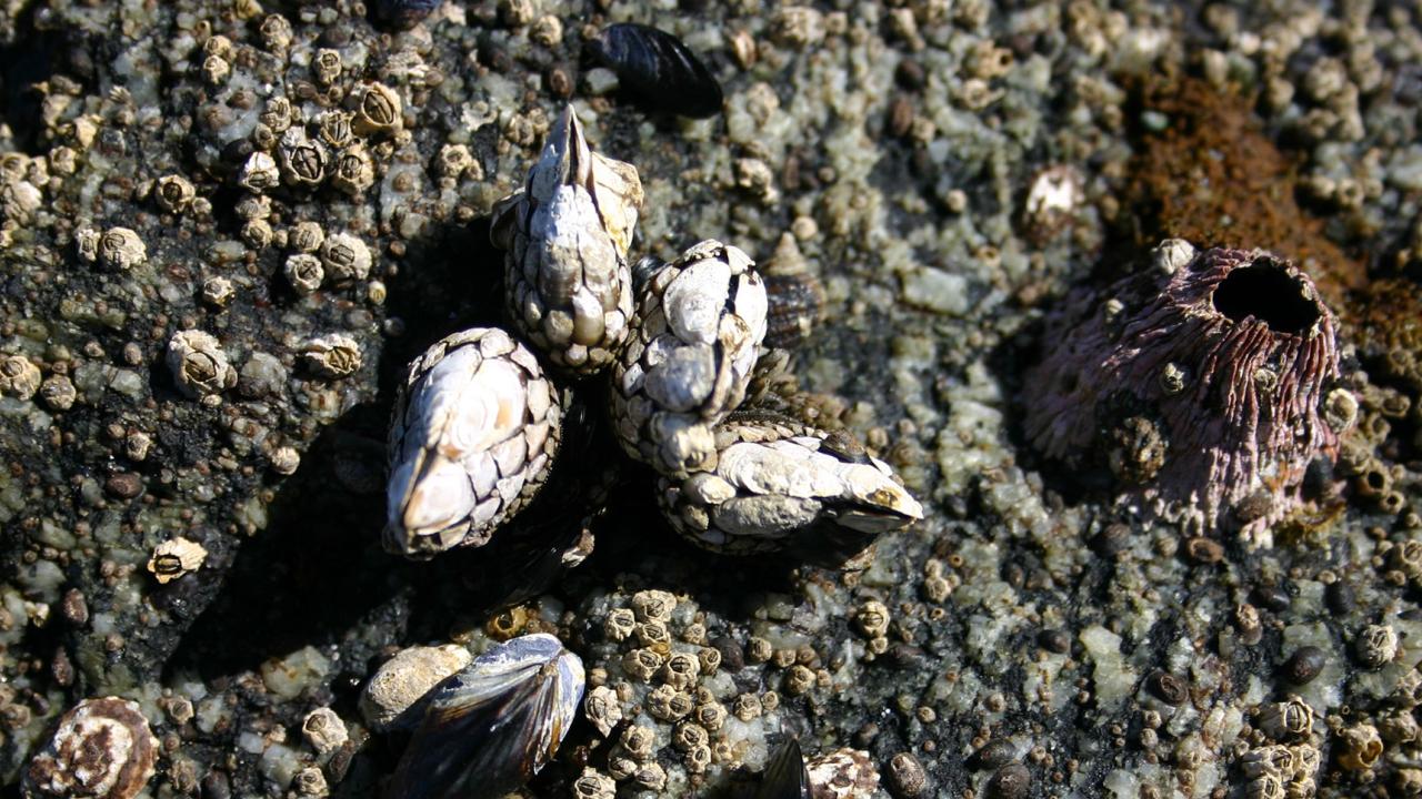 Ecological Climate Change Studies | Coastal and Marine Sciences Institute