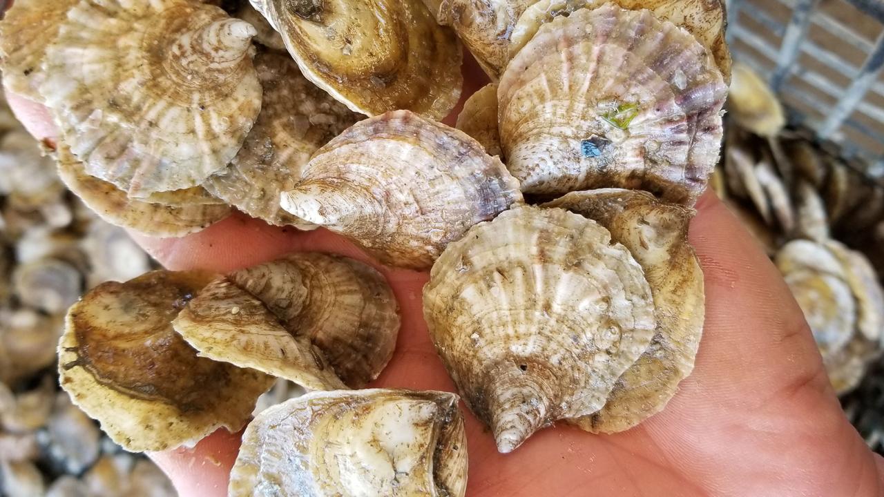 Shellfish Hatchery Services | Coastal and Marine Sciences Institute