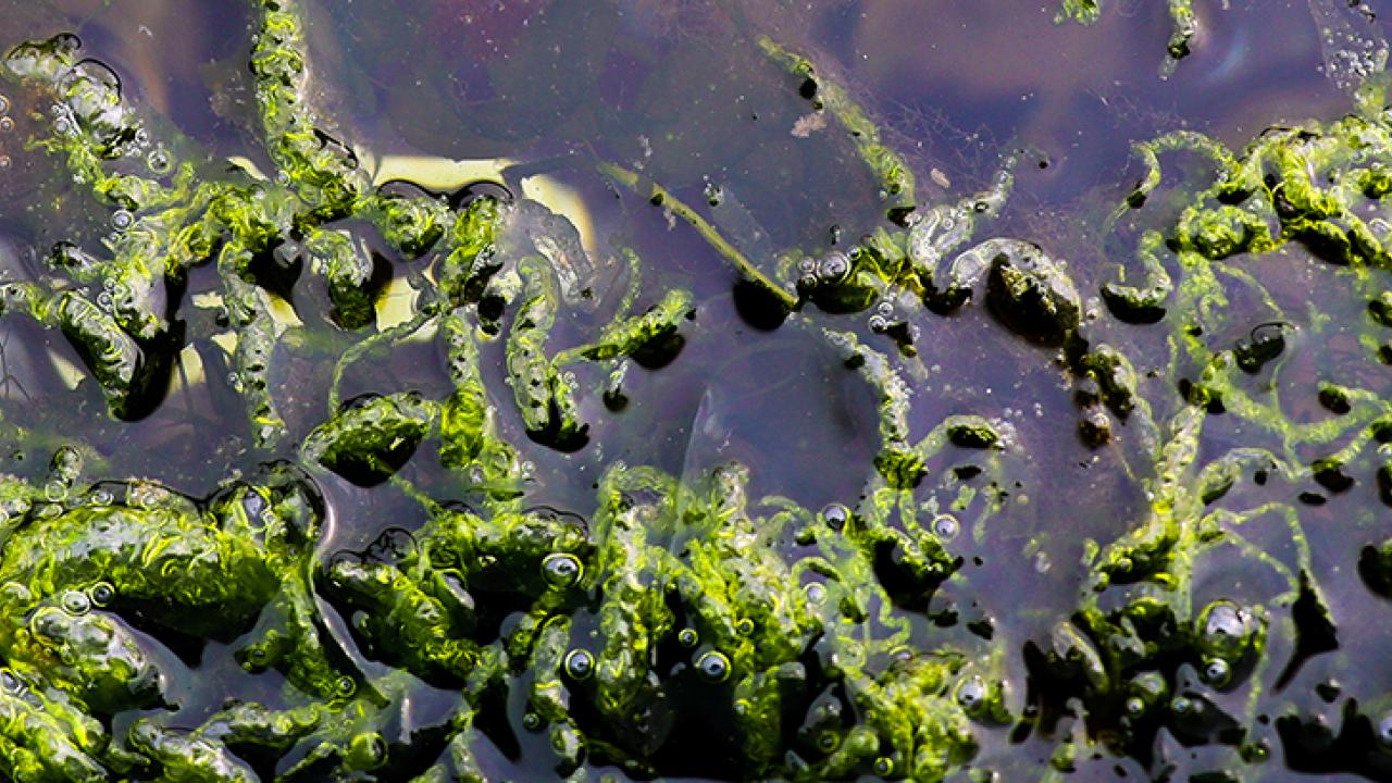 Coastal and Marine Sciences Institute - About Us